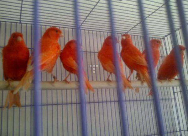 Jual Kenari Red Intensive - Harga Jual Hobi Aneka Usaha