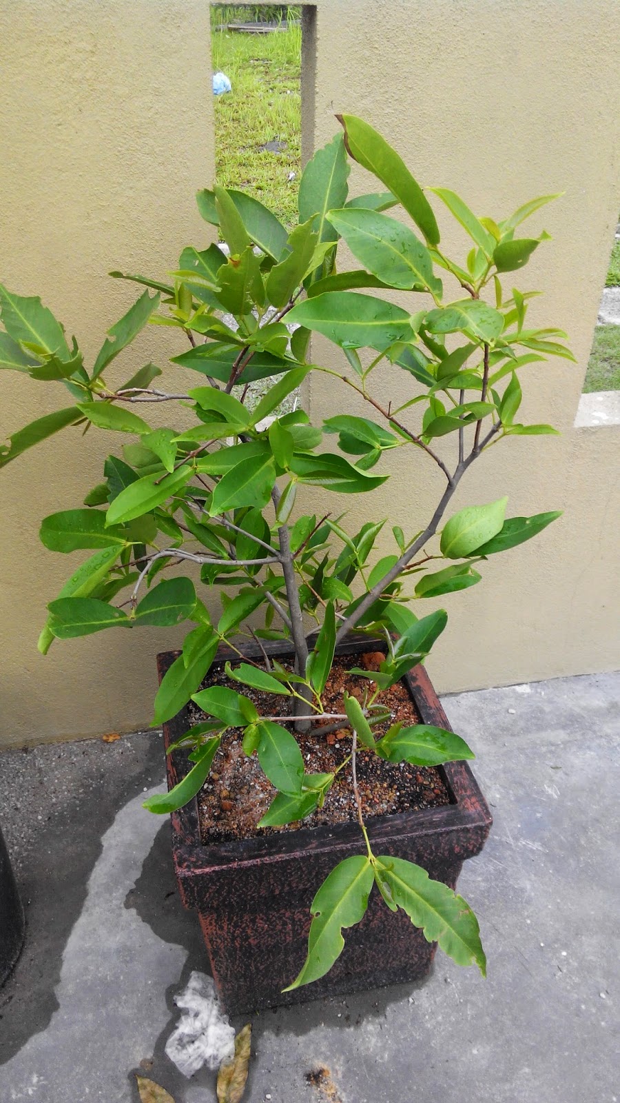 السلام عليكم: LIMAU MADU TAIWAN, JAMBU MADU TAIWAN DAN MULBERI DALAM PASU