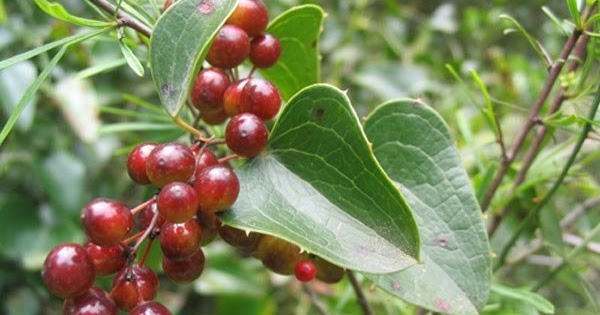 Herbalkart | The Online Herbal Store: Chopchini - Parangipattai