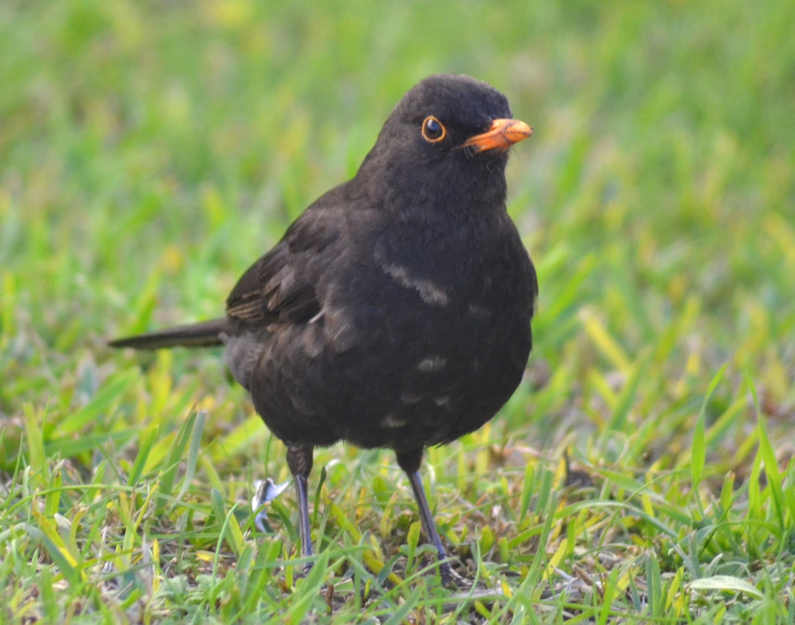 Imagens da vida animal: Melro ou Melro-preto (Turdus merula) (Macho)
