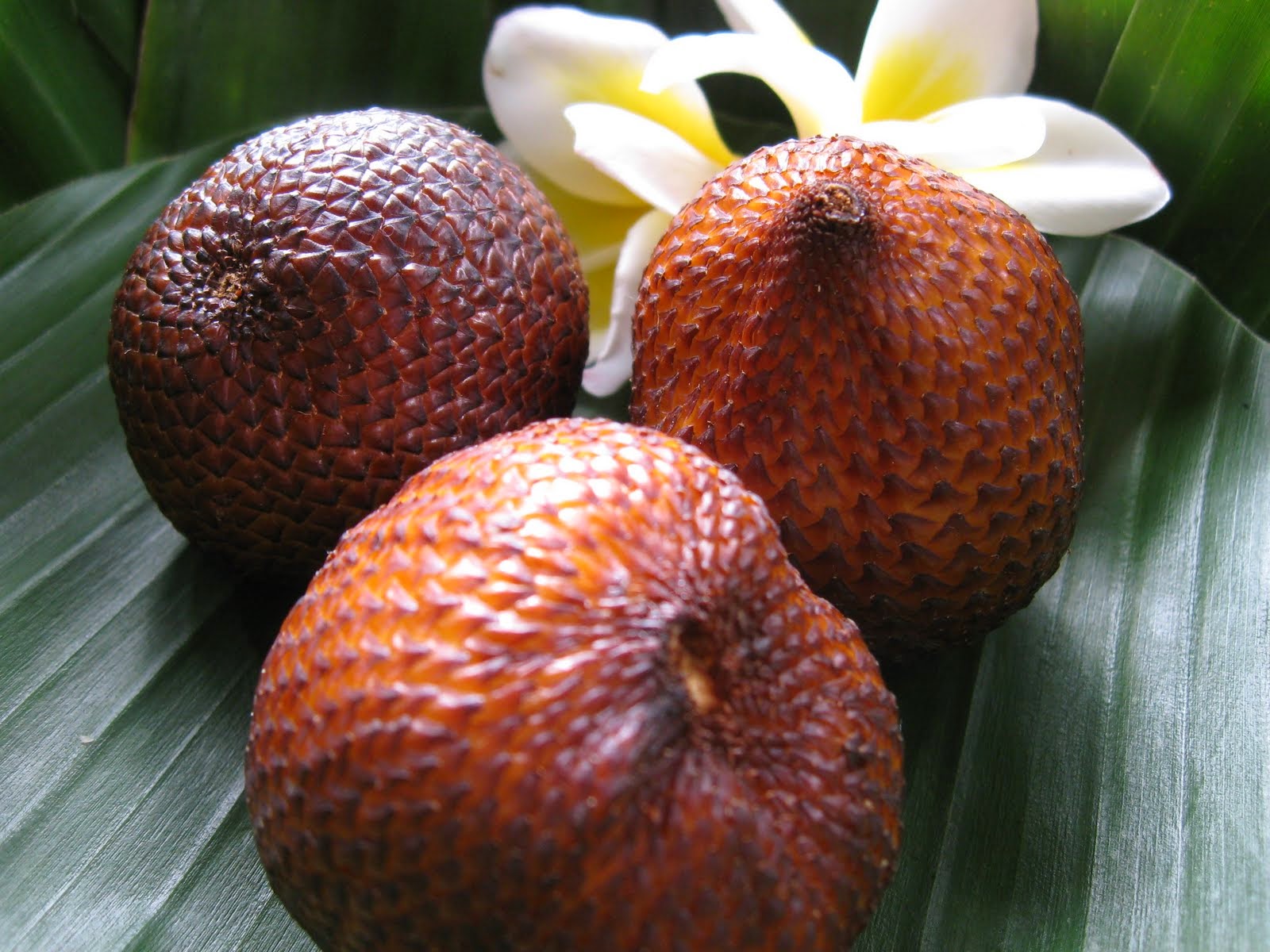 Manfaat Buah buahan: Salak