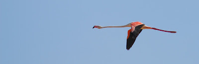 Birding Canarias: Aprende a fotografiar aves con Trino