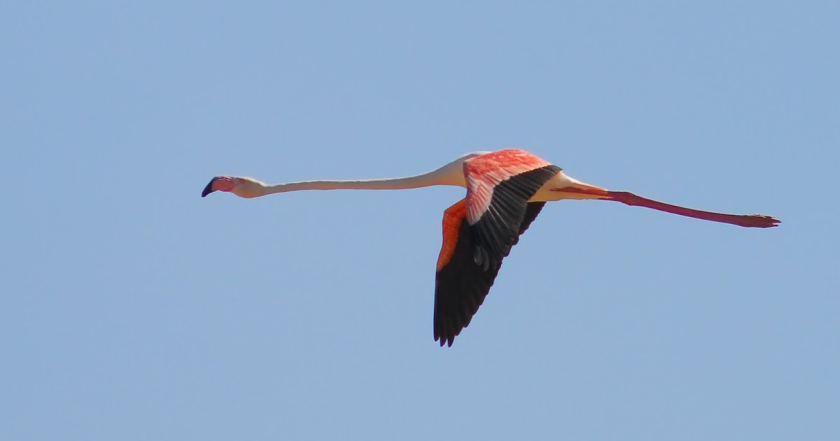Birding Canarias: Aprende a fotografiar aves con Trino