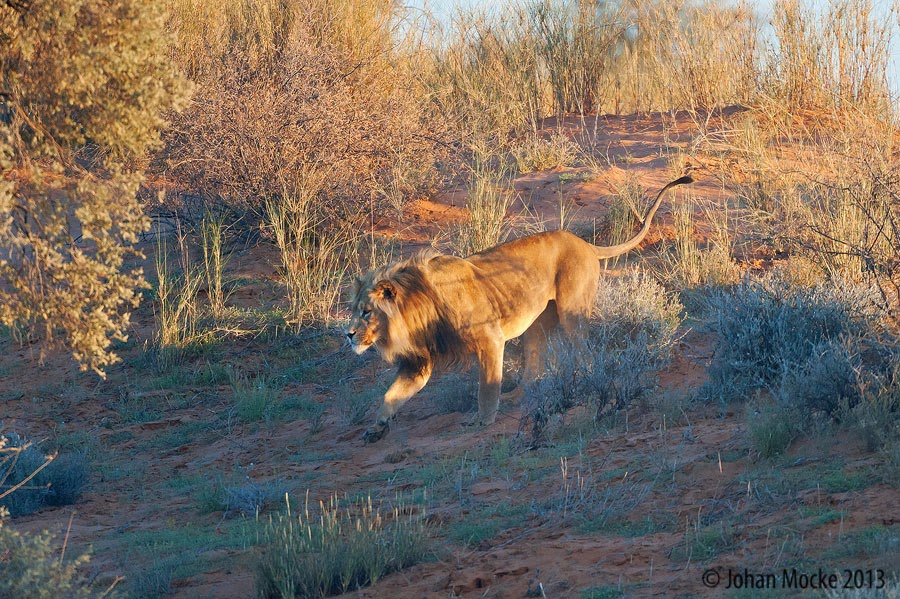 Johan Mocke Photography: "My Lion" for one hour in the Kgalagadi