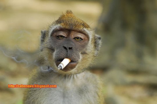 Monyet Gokil : Merokok | Cabenews : Portal Berita Global Gokil