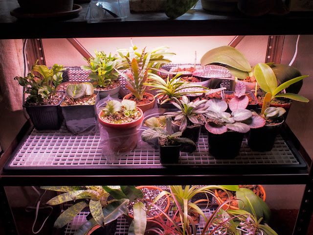Indoor Gardening: DIY Humidity/Drip Trays