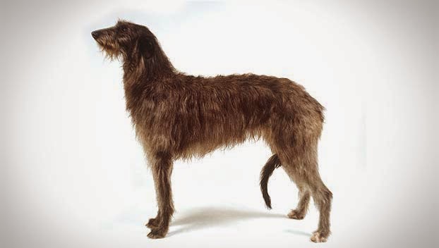 Deerhound o Lebrel escocés