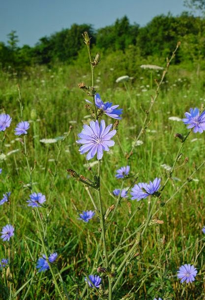 Vodopija, ženetrga, vodoplav, cikorija ili žutinica (cichorium intybus ...