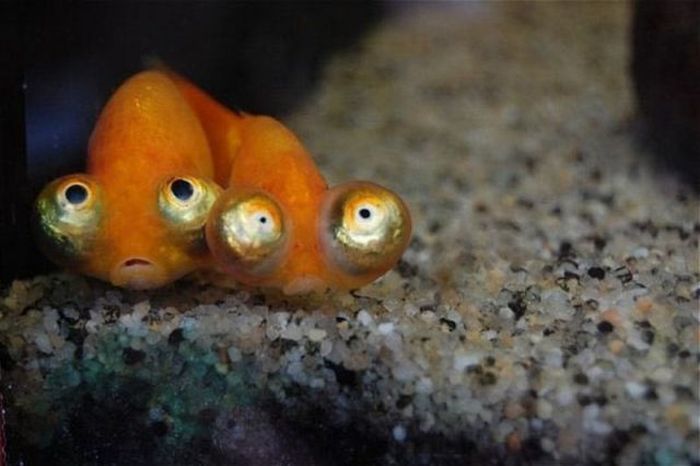 Pez Asustado - Imagenes de Animales Graciosos, Videos y Fotos de ...