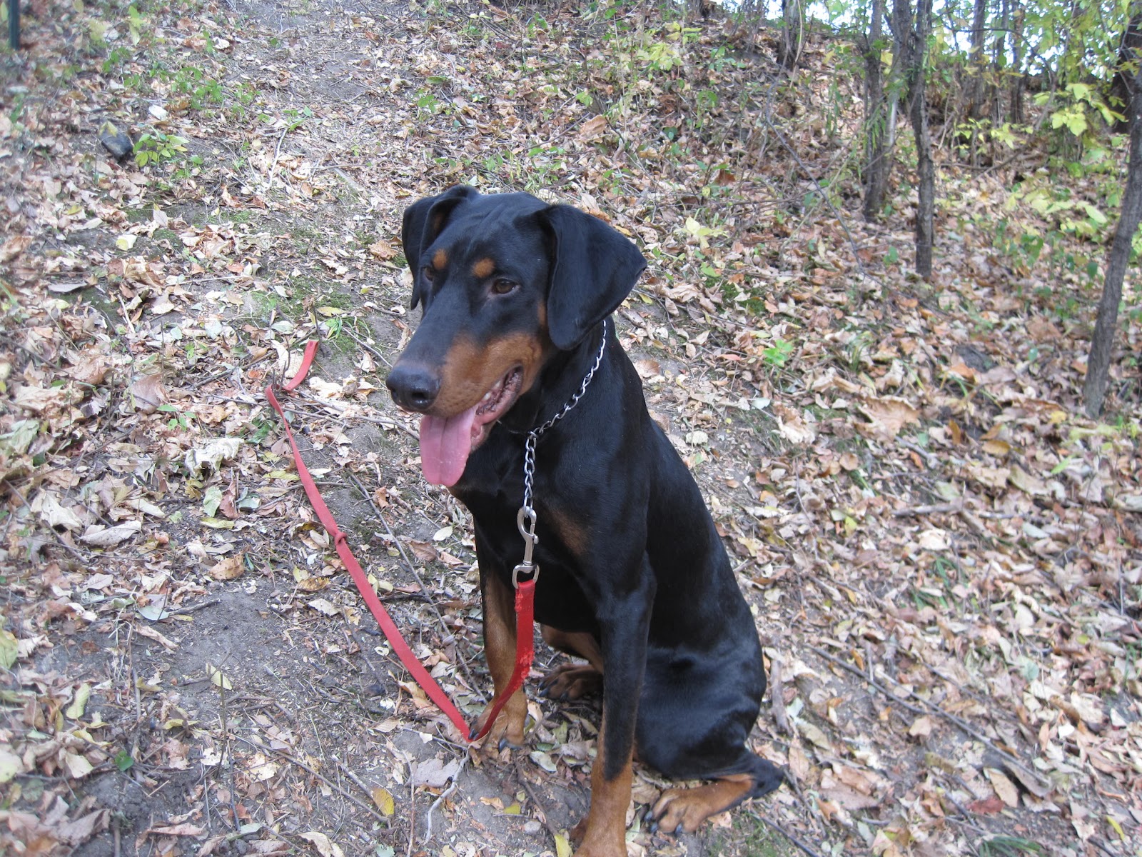 Meet Toby-Sweet Baby Dobe-pup looking for Love! - Doberman Rescue ...