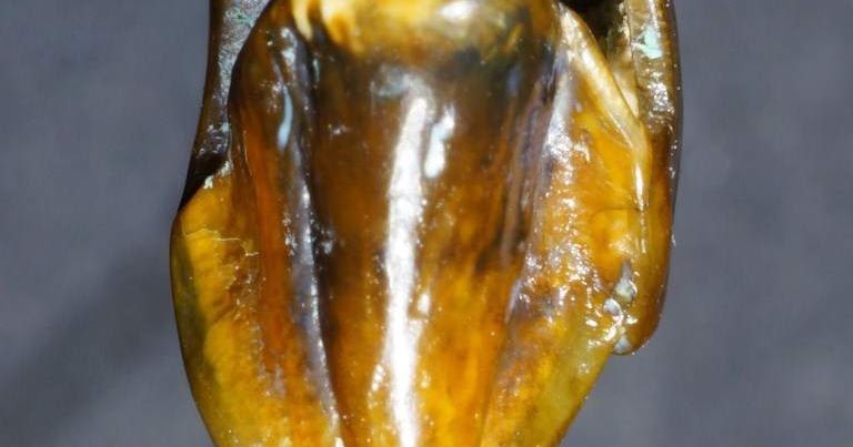 9.7-Million-year-old Teeth Discovery in Germany Could Re-write Human ...