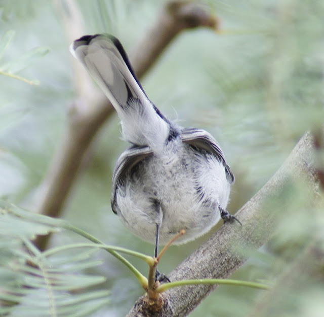 Butler's Birds: Beautiful Birds at the Botanical Gardens