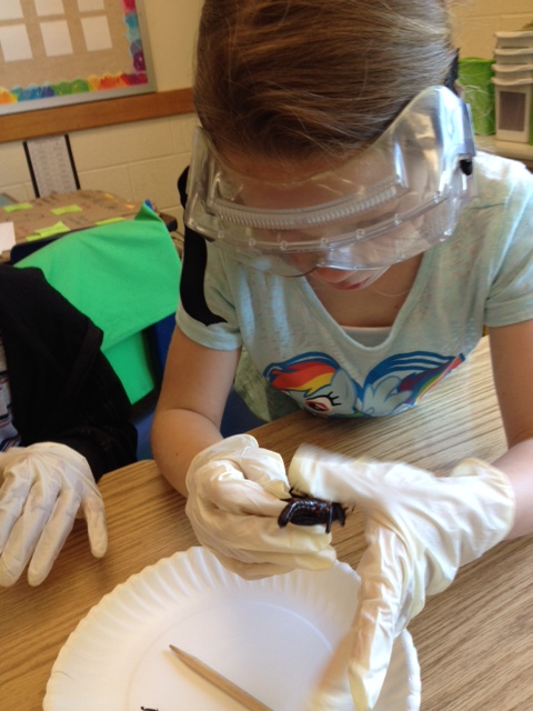 Team McNitt: Dissecting Insects