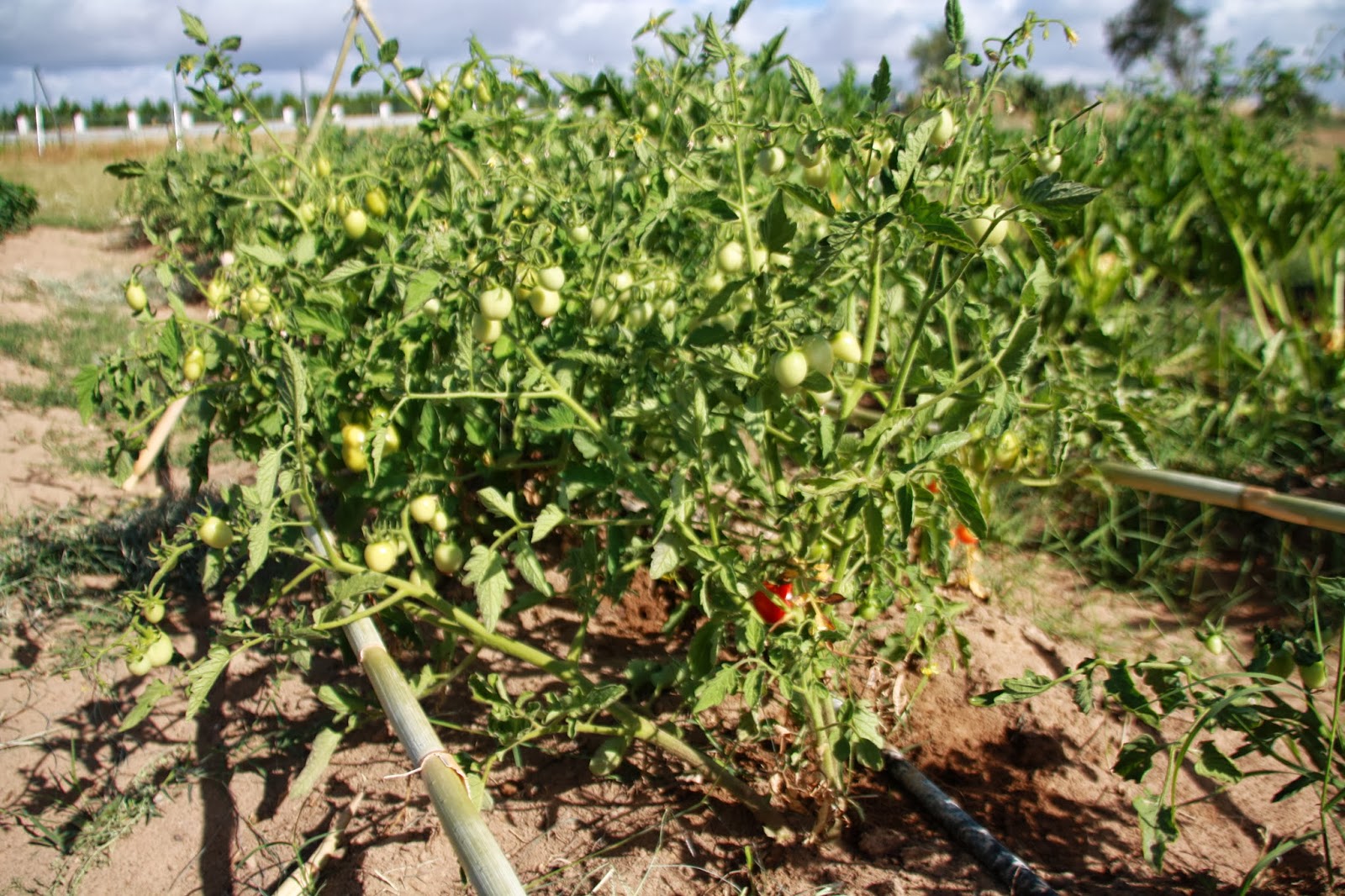 SOLySAL : Hortalizas de verano Sol&Sal: Tomates Cherry