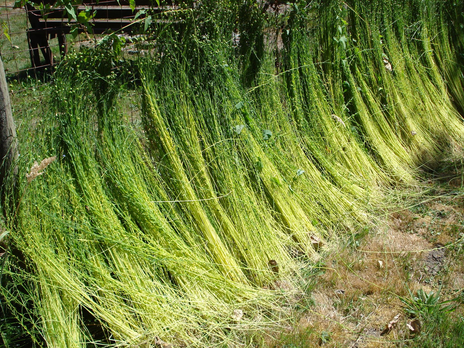 100-Mile Wear: Harvesting flax field #2