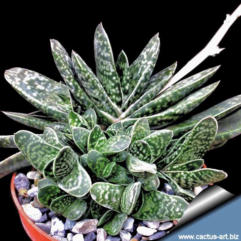 Flowers for everyone!: Gasteria