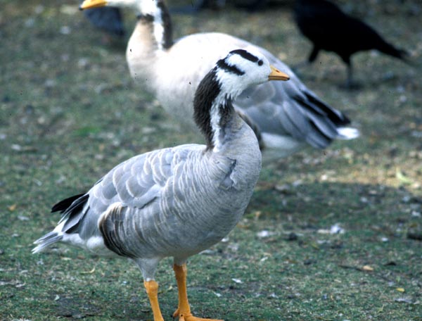 The Intrepid Tourist: London: Day Trip to Greenwich