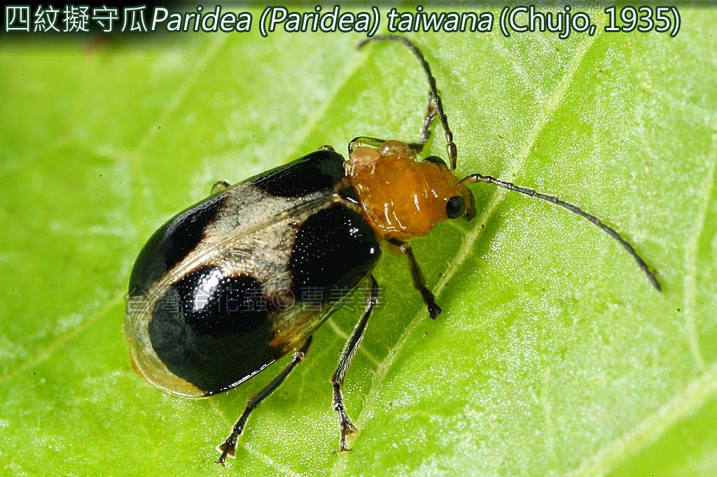 台灣的金花蟲 Taiwan Leaf Beetles: 09-053 四紋擬守瓜