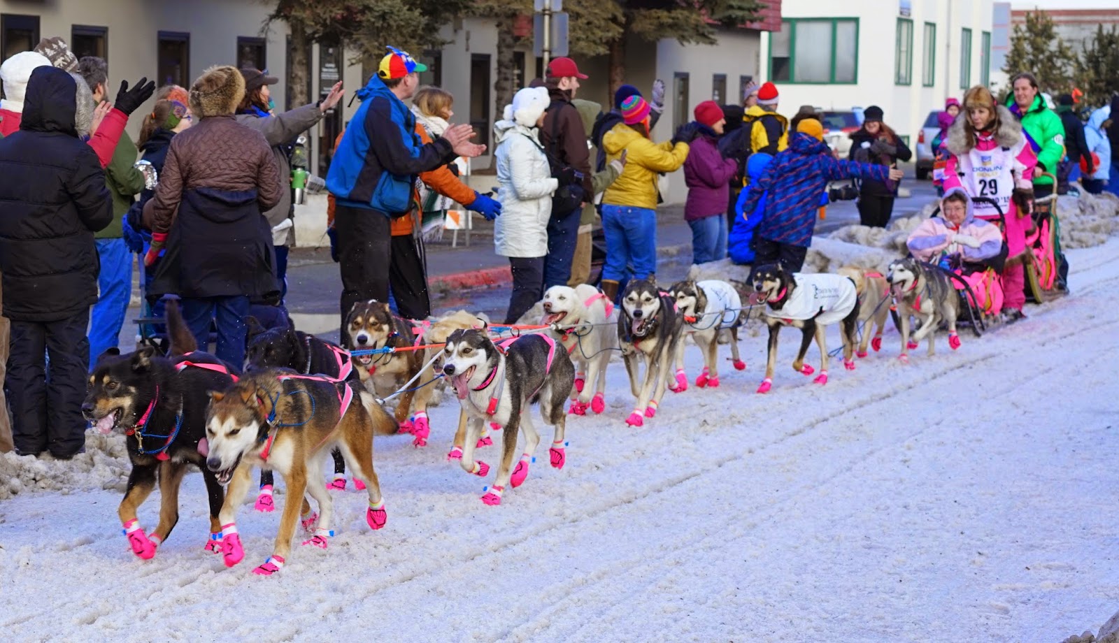 Lost But Loving It...In Alaska!: The Iditarod!!!
