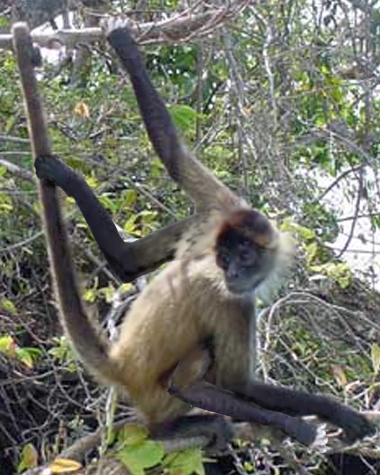 Dan-Dwayne Novelist: Do Spider Monkeys have six appendages?
