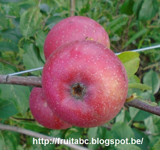 Inheems- en uitheems fruit: Plukken van bewaarappels (Malus domestica ...