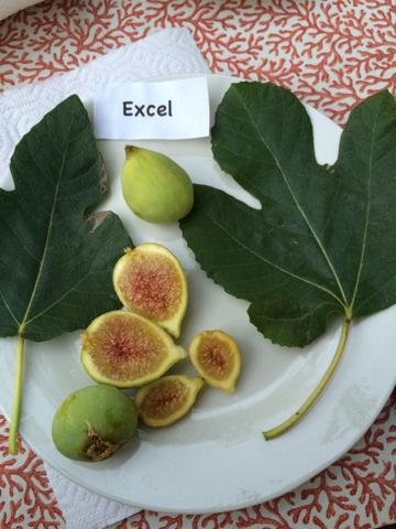 Excel FIg - Var Tin