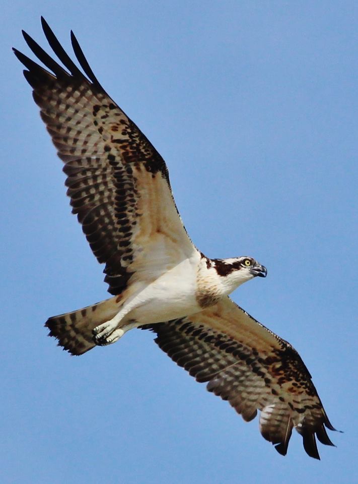 Biodiversity of Cyprus by NGO Protection of the Natural Heritage and ...