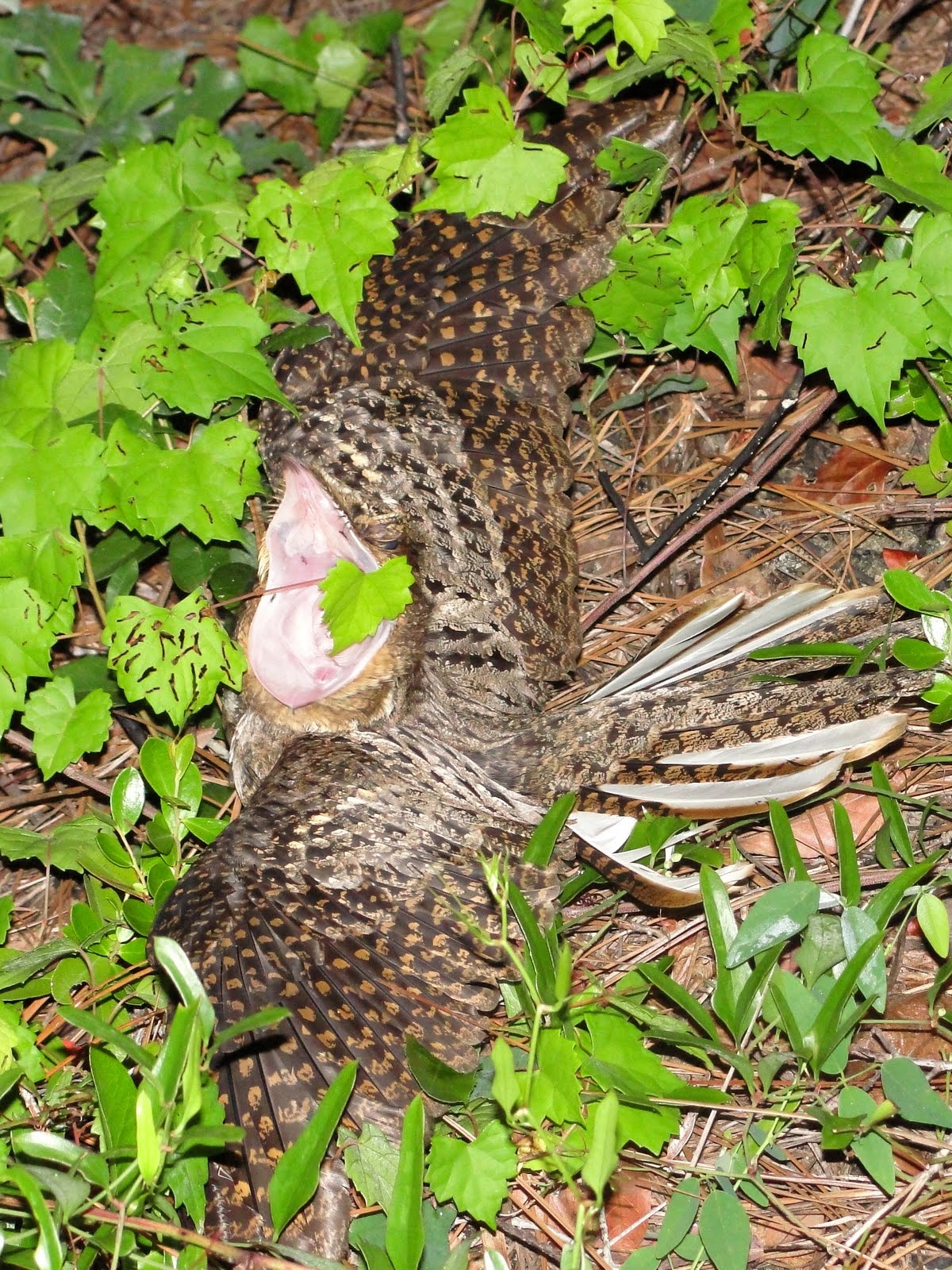 onward, westward: Nesting nocturnal birds