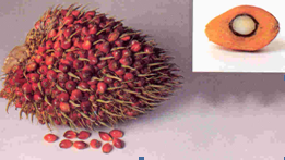 Plantation zul: February 2015