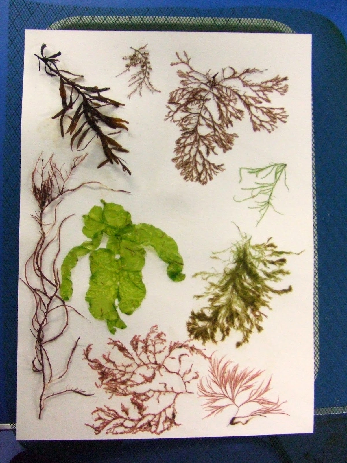 Mid-Life Craftis: Seaweed Pressing Workshop