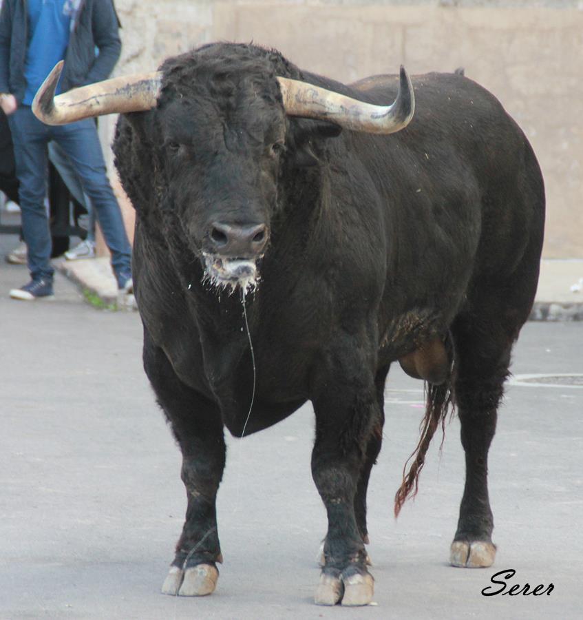 ESPAI TAURÍ: enero 2012