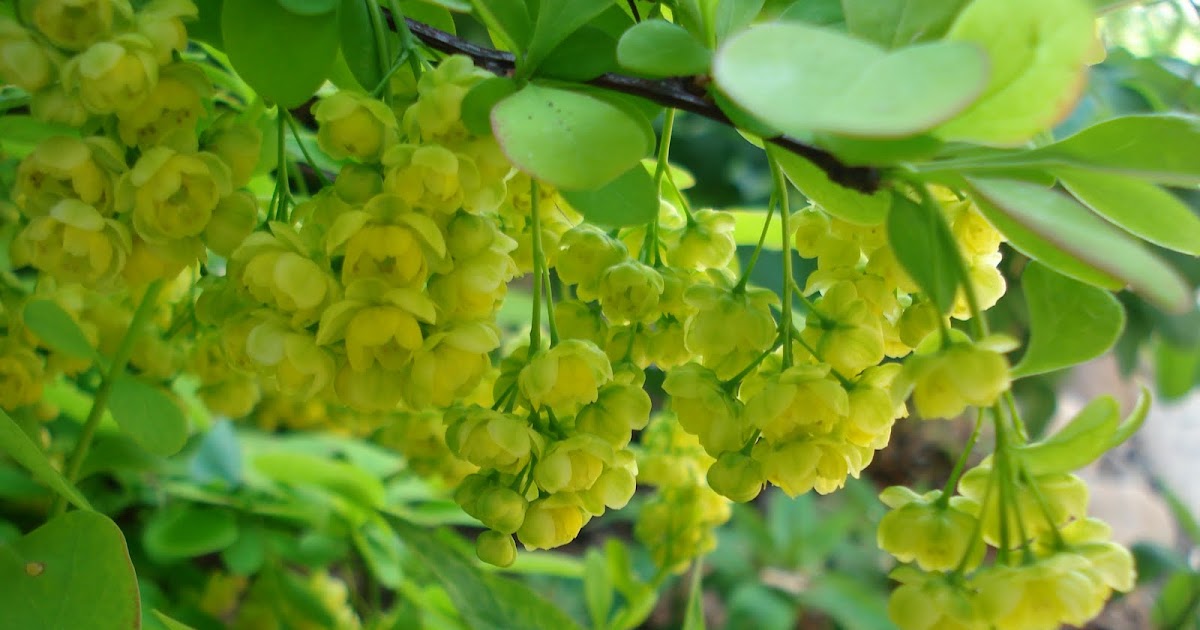 Wyandotte Garden: The Picker Bushes