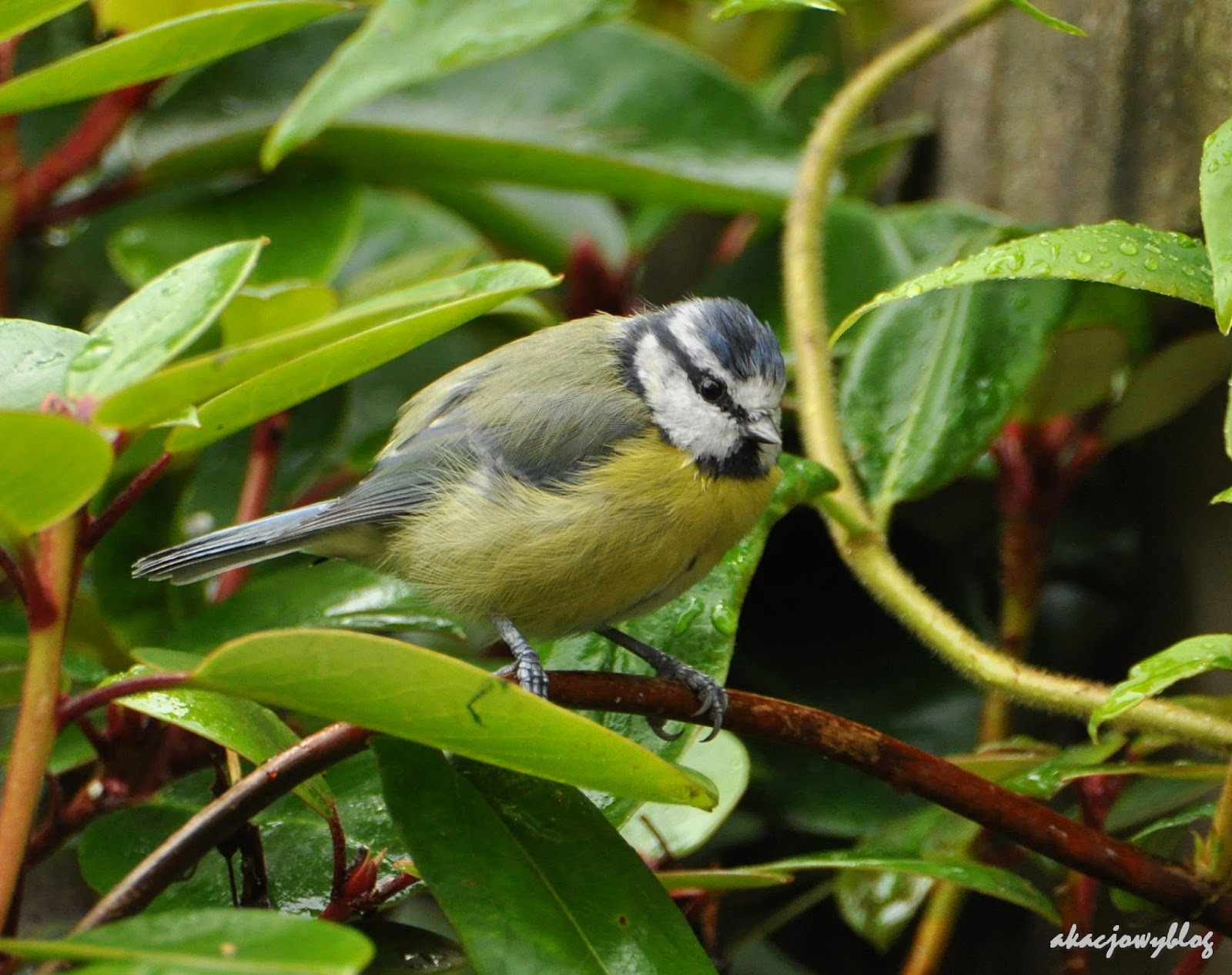 Modraszka zwyczajna czyli sikora modra. | A k a c j o w y B l o g - w ...