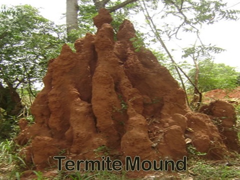 National Committee on Urban Pest Control Training Institute: TERMITE ...