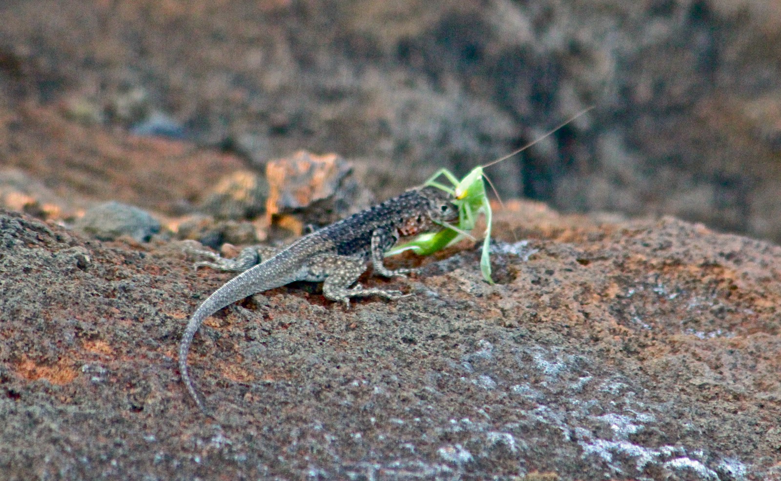 Nature Photography: Galapagos Reptiles & Turtles