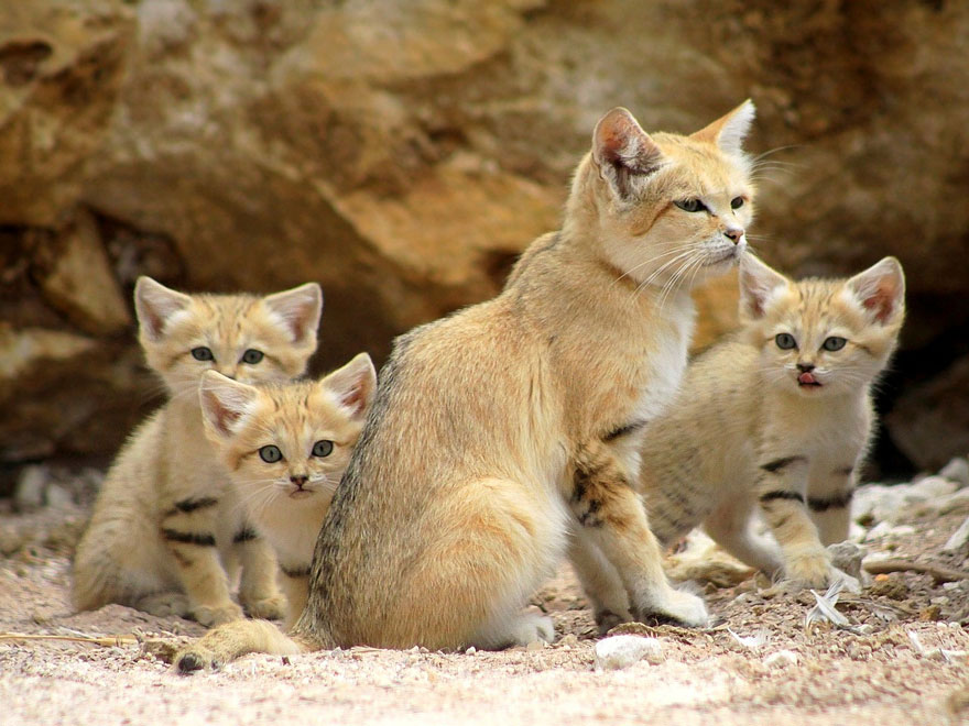 Quite perfect Pakistan sand cat