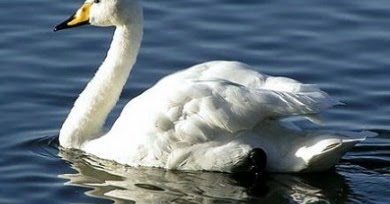 ANIMALS: Cisne tundra