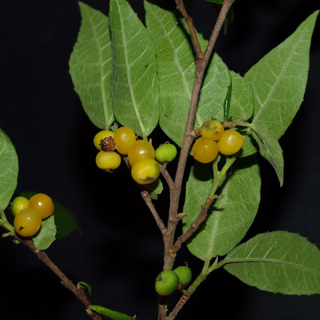 Try growing: Whalebone Tree (Streblus brunonianus) | Growing Illawarra ...