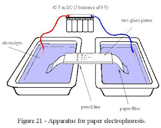 Pengertian Elektroforesis | Seputar Pengertian