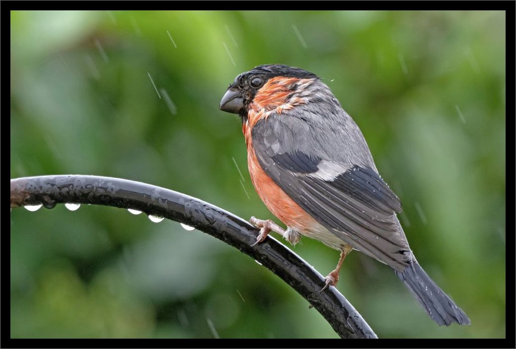 AVON BIRDS: 15-06-19 Saturday - Siskins