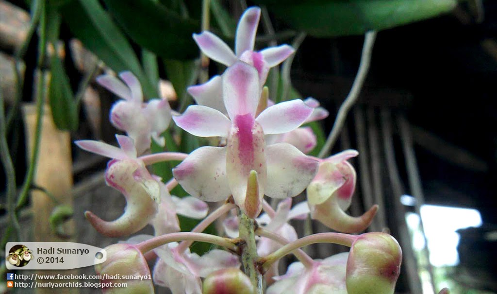 Hadi Orchids (Nuriya Orchids): Aerides odorata Lour., Fl. Cochinch ...