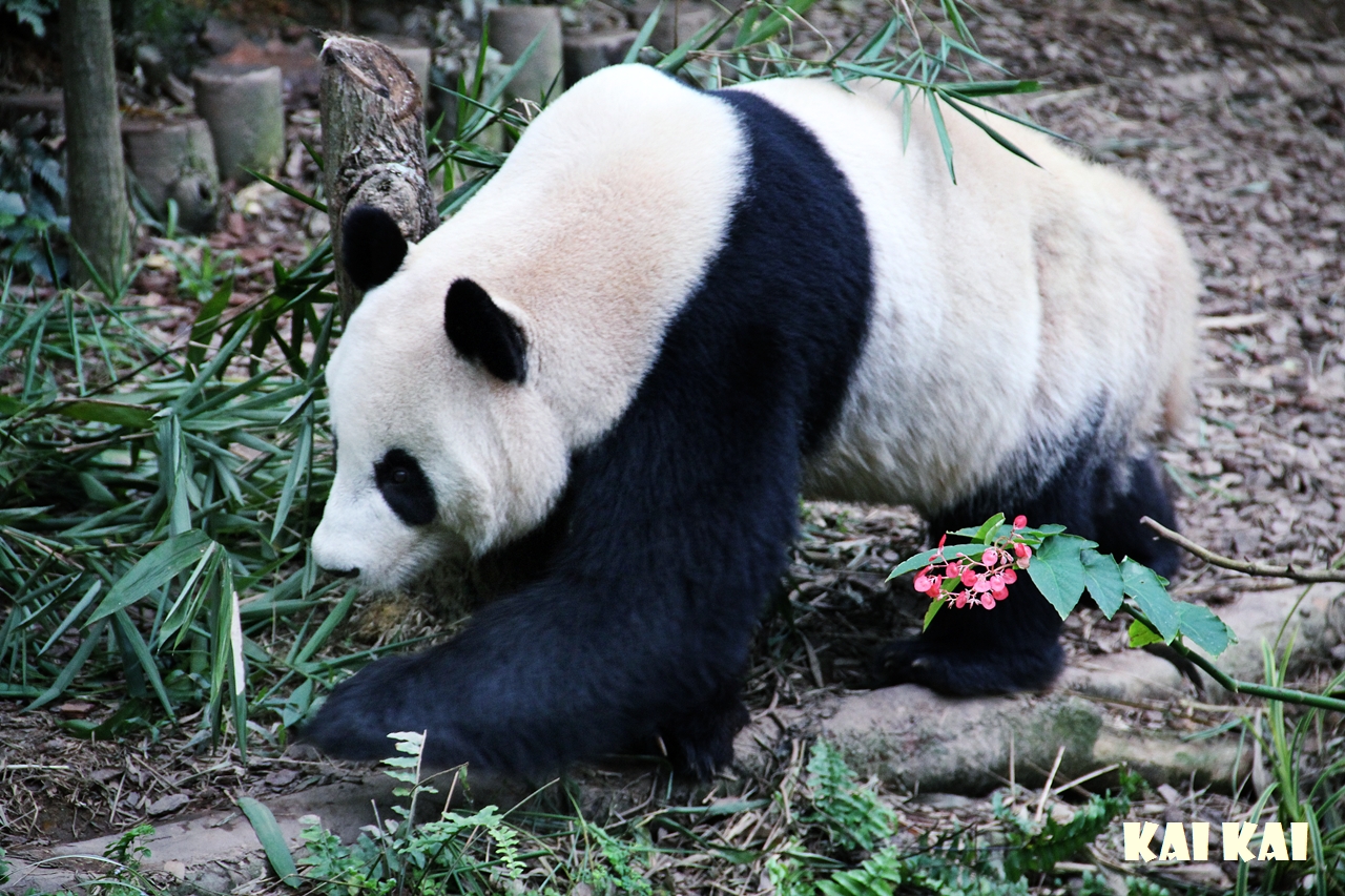 Visiting KaiKai And JiaJia At Giant Panda Forest, River Safari ...