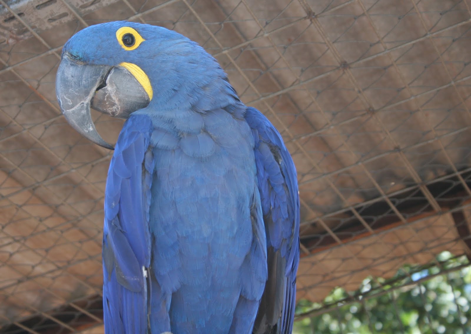 CRIADOURO MANDARIM: Arara azul - Anodorhynchus hyacinthinus