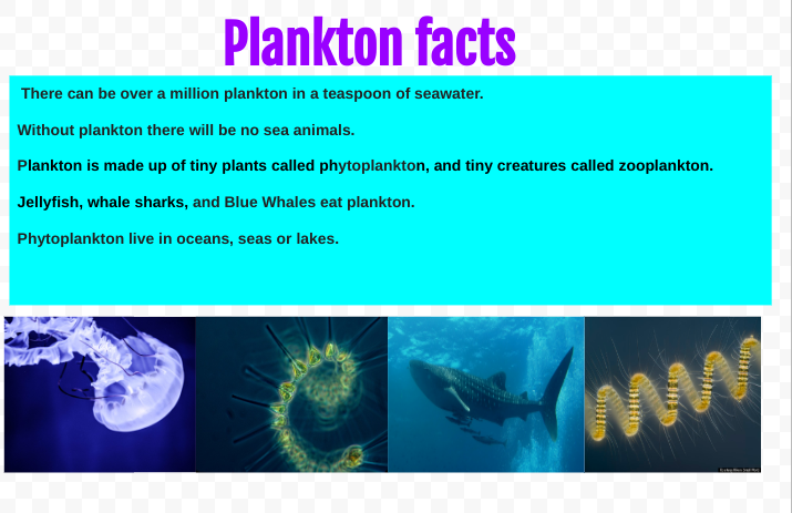 Kushla Hornby Primary School Plankton Facts kushla-hornby-primary-school-plankton-facts