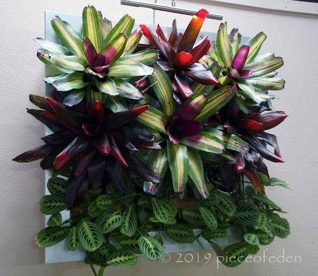 Bromeliads At Live Art Plantscapes, Gardena CA