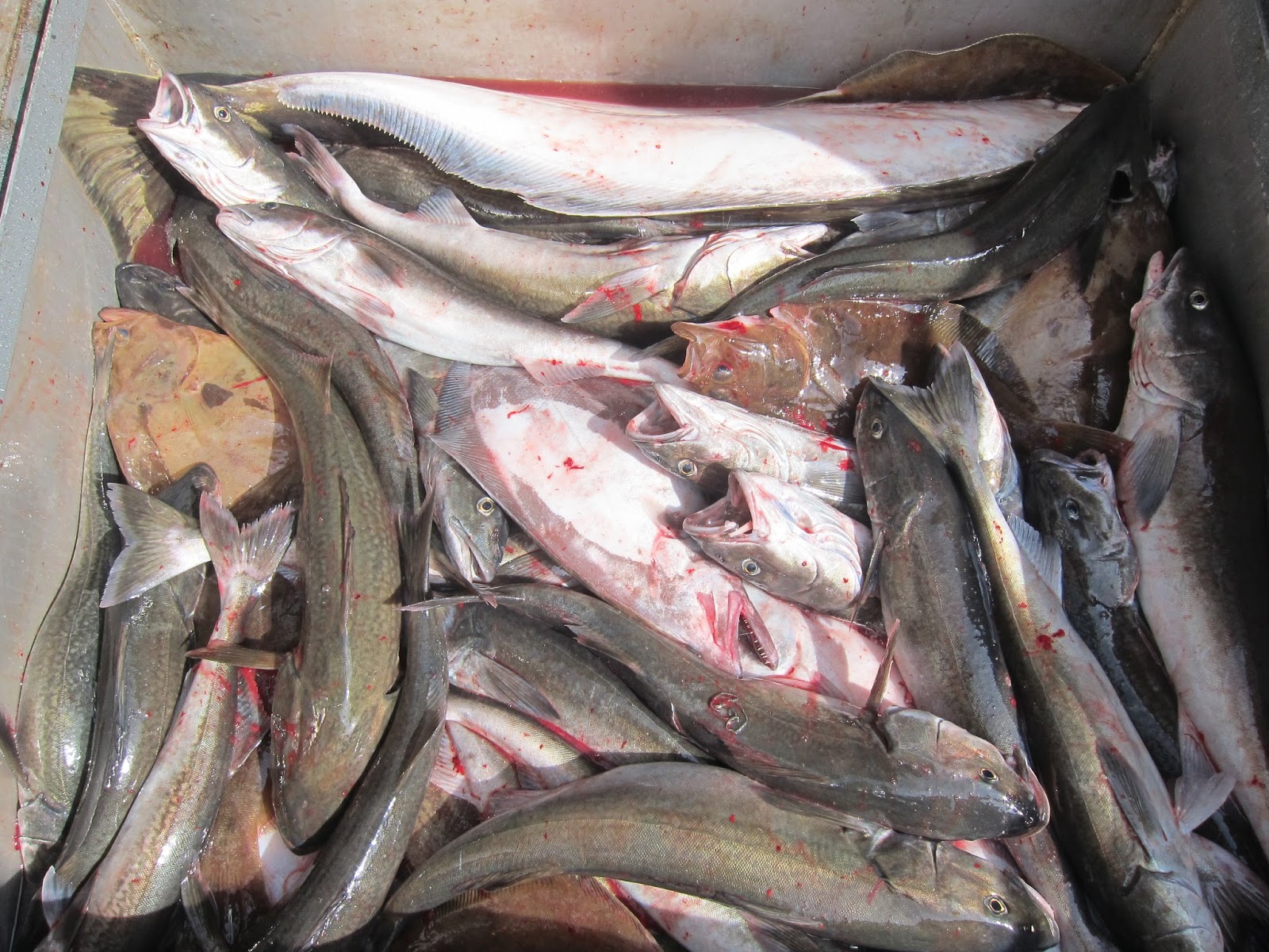 Todds Extreme Fishing: ilwaco halibut, sable fish & shark sighting