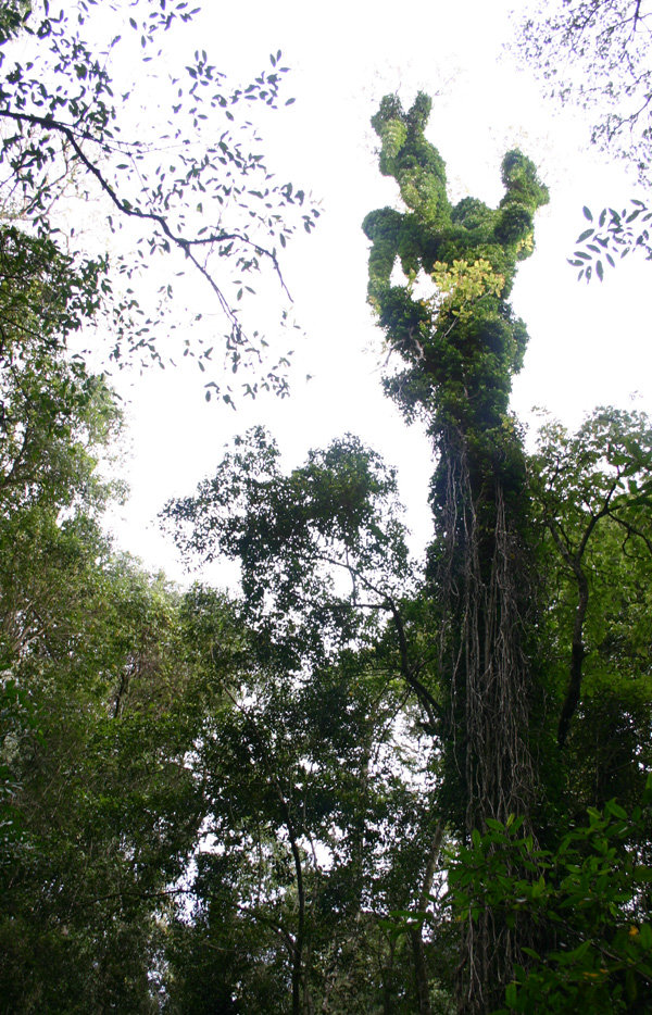 Toowoomba Plants: 2016