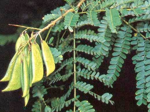 10 Khasiat Secang Untuk Kesehatan | Khasiat