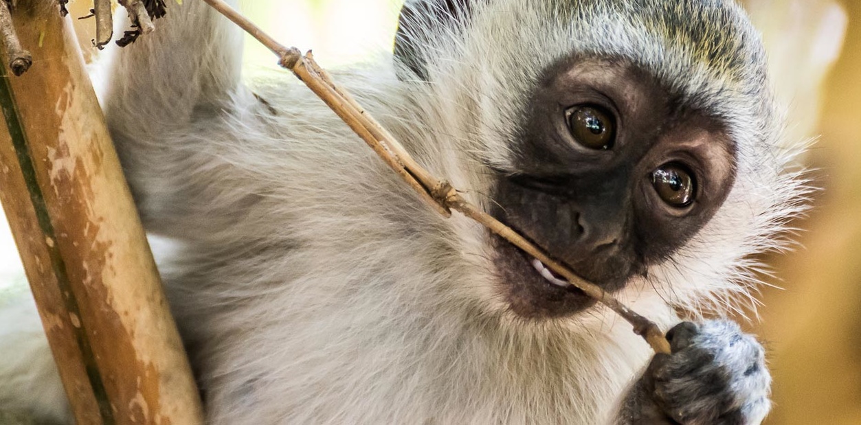 Animal Adventure Park - Home to 'April the Giraffe' & others - RV Travel