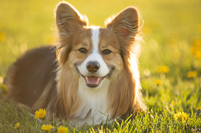 Six Sweet Corgi Facts - Animals